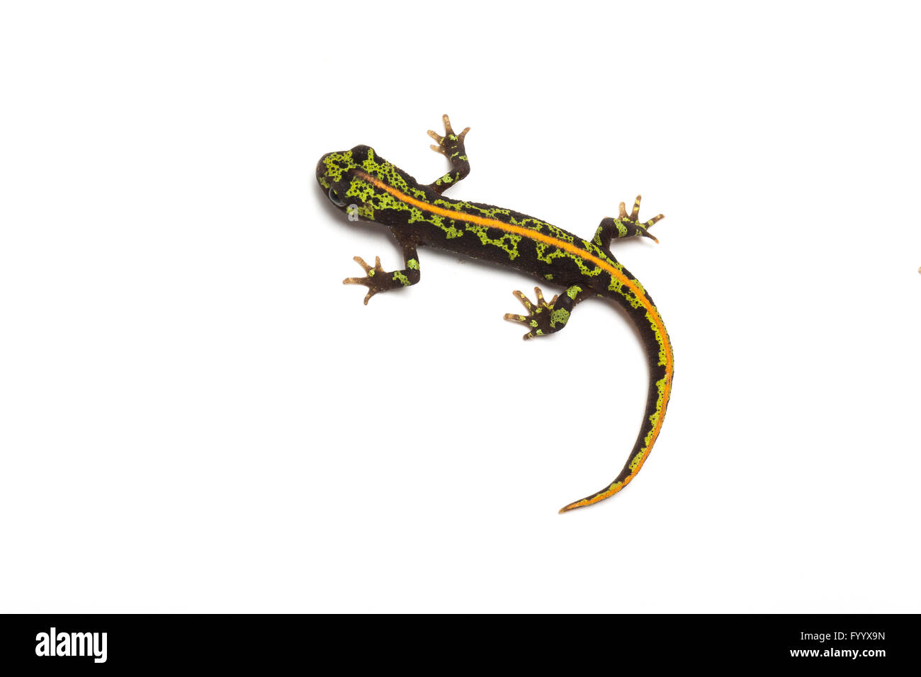 Southern Marbled Newt, or Pygmy Marbled Newt, Triturus pygmaeus, a ...