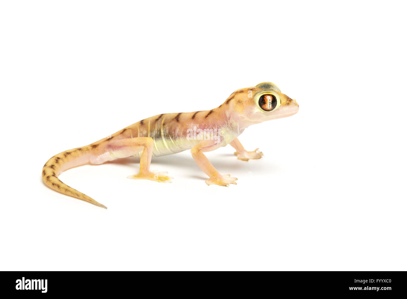 Web-footed Gecko, Pachydactylus rangei. (Formerly Palmatogecko rangei ...
