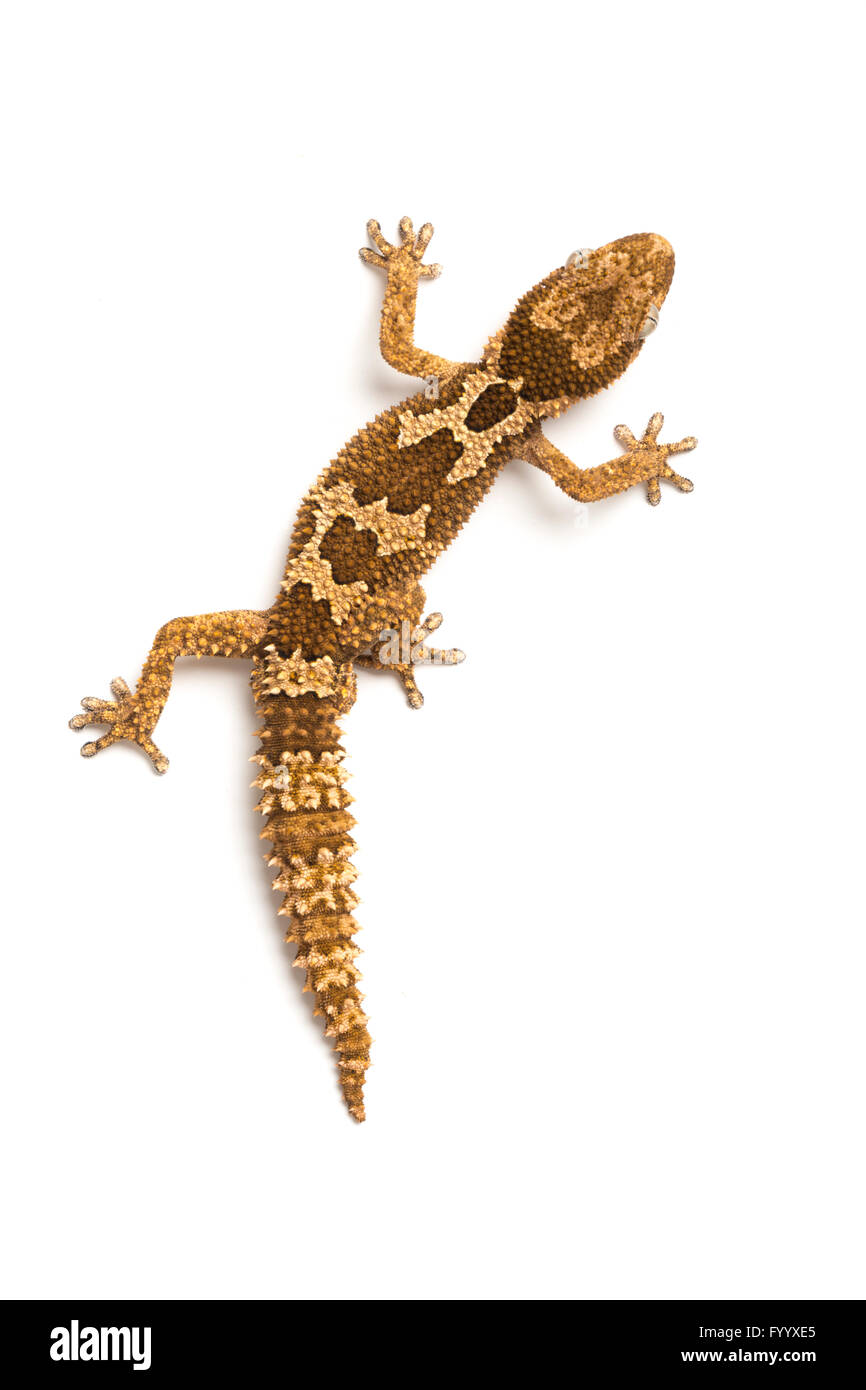 Rough-scaled Gecko, or Rough Thick-toed Gecko, Pachydactylus rugosus ...