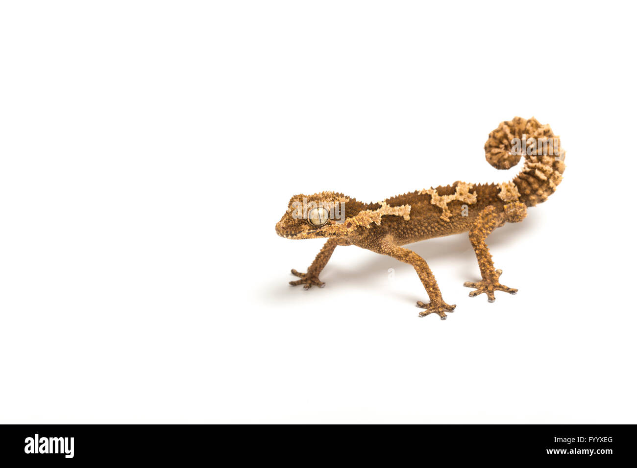 Rough-scaled Gecko, or Rough Thick-toed Gecko, Pachydactylus rugosus ...