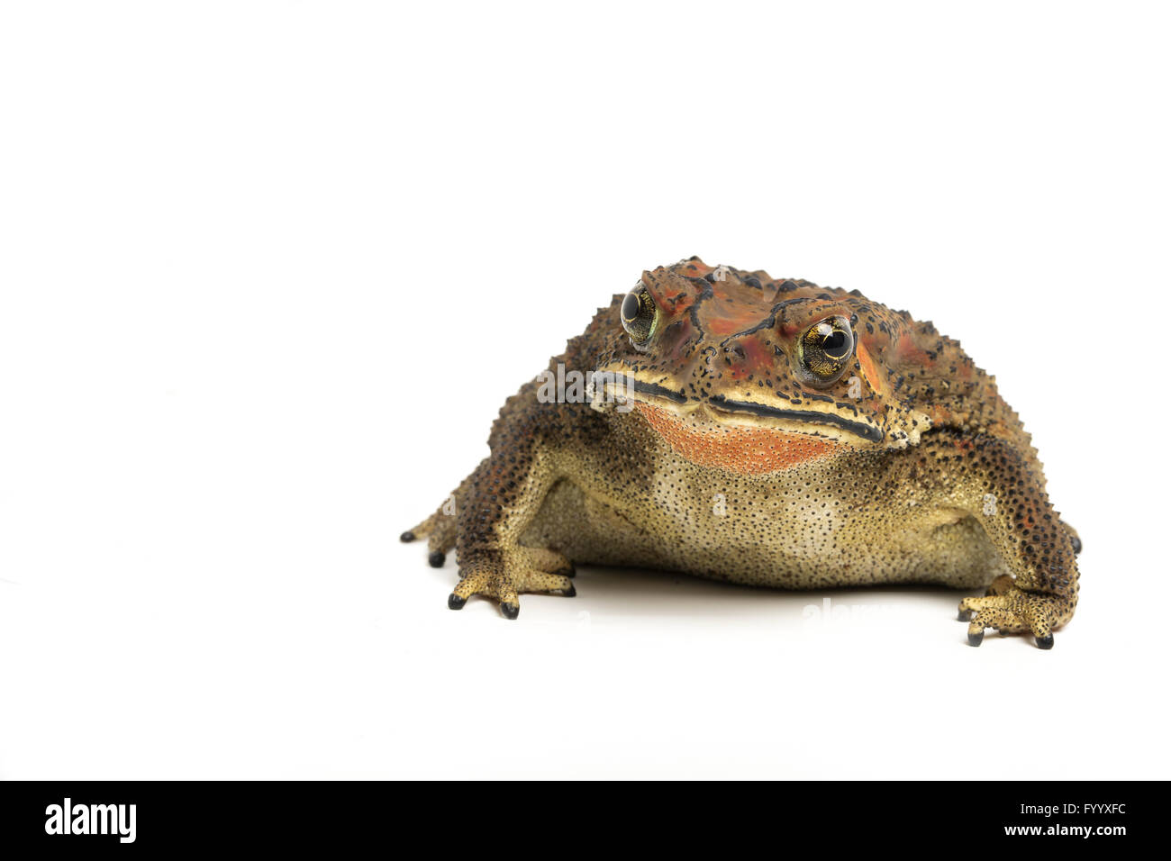 Black-spined Toad, Asian Common Toad, or Asian Toad, Duttaphrynus ...
