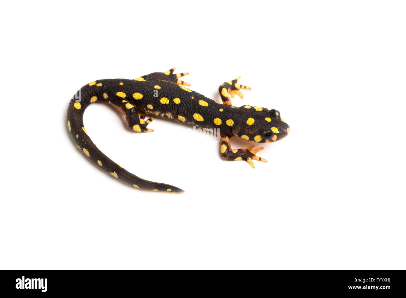 Yellow spotted newt Cut Out Stock Images & Pictures - Alamy