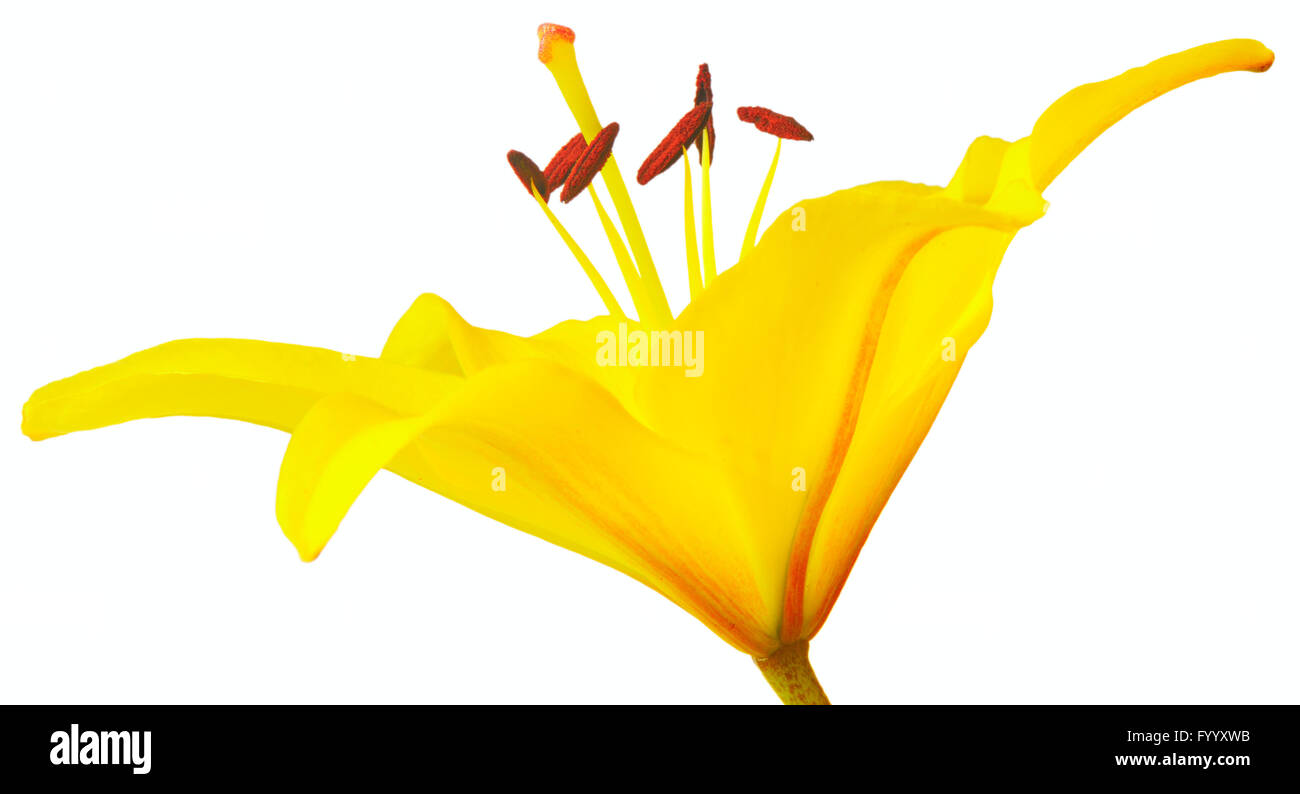 Bright yellow lily isolated on the white Stock Photo - Alamy