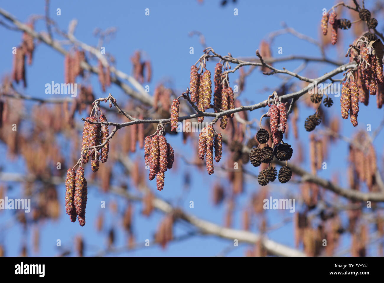 Alnus glutinosa, Black alder Stock Photo - Alamy