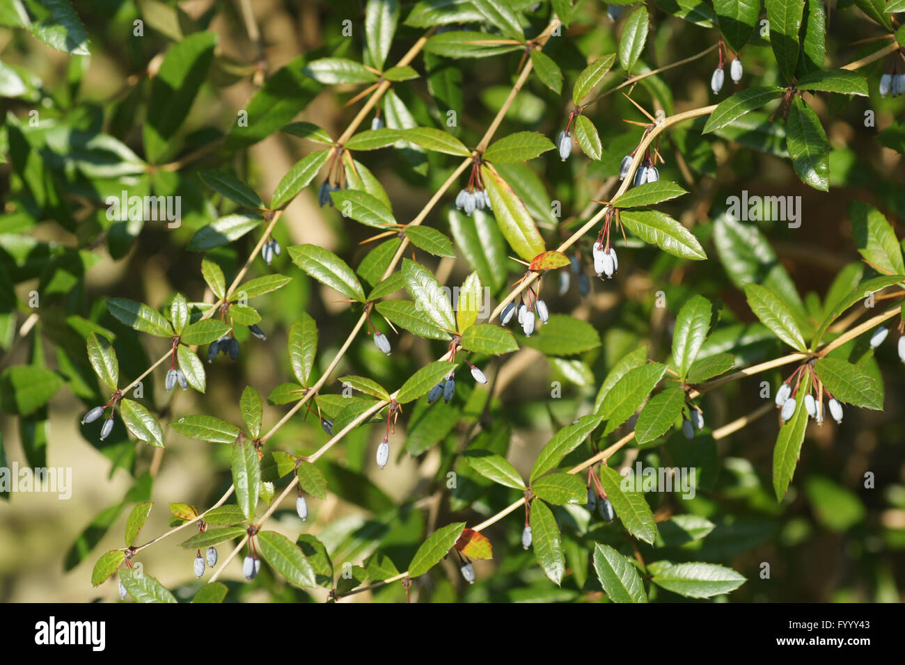 Berberis julianae, Chinese barberry Stock Photo - Alamy