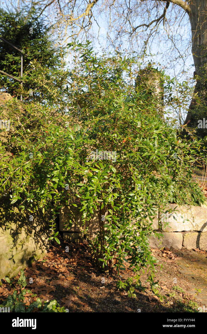 Berberis julianae, Chinese barberry Stock Photo - Alamy