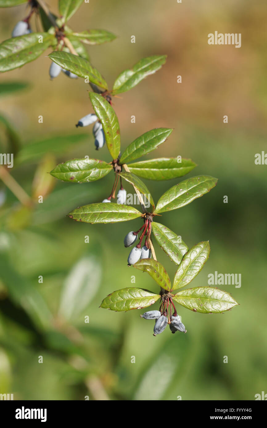 Berberis julianae, Chinese barberry Stock Photo - Alamy