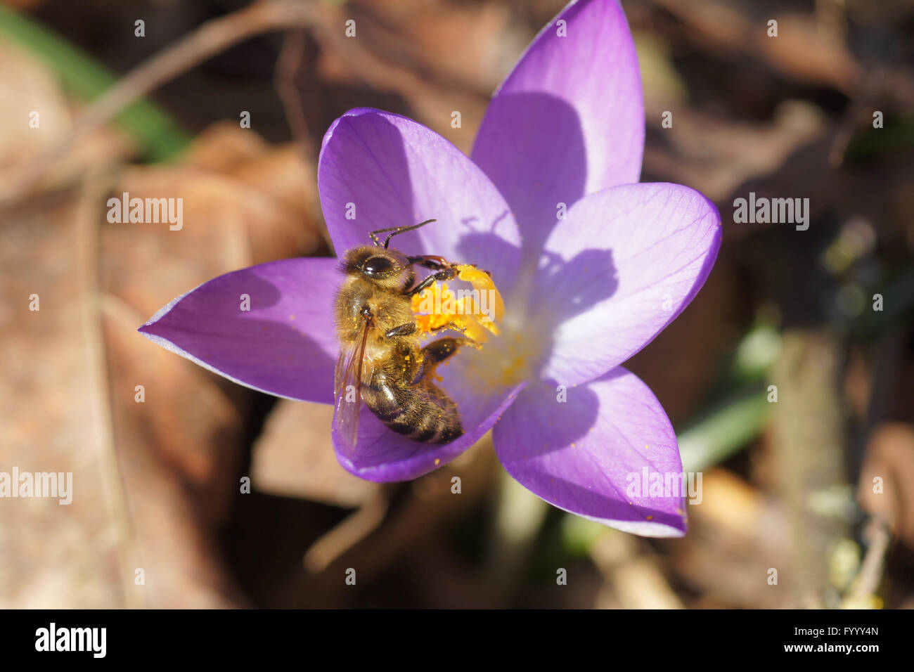 Crocus tomassinianus, Woodland crocus Stock Photo - Alamy