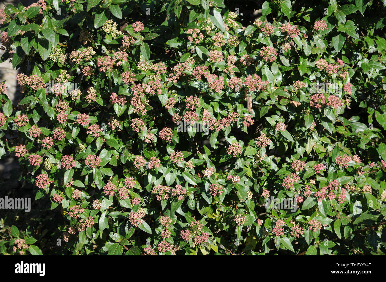 Viburnum tinus, Laurustine, buds Stock Photo - Alamy