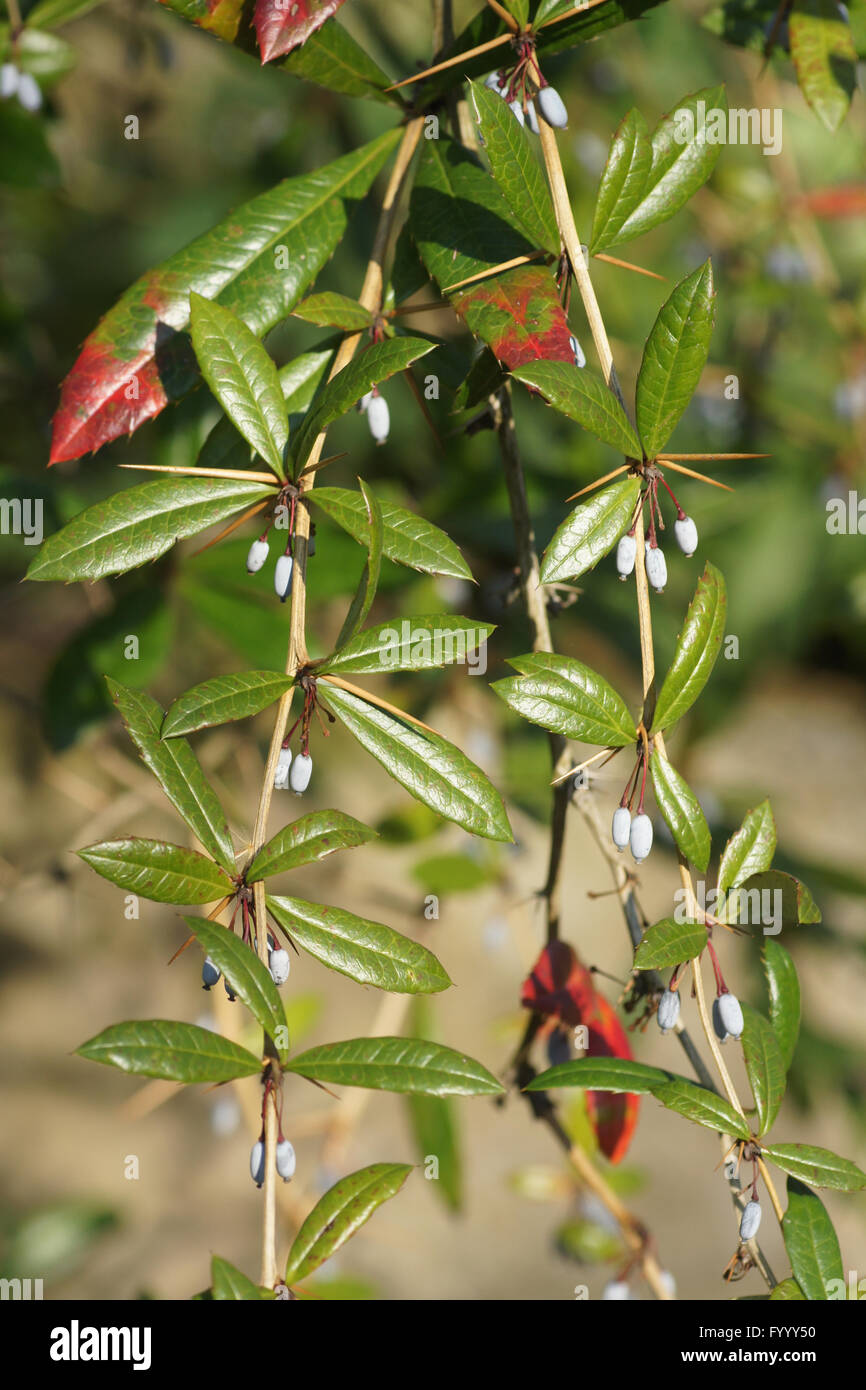 Berberis julianae, Chinese barberry Stock Photo - Alamy