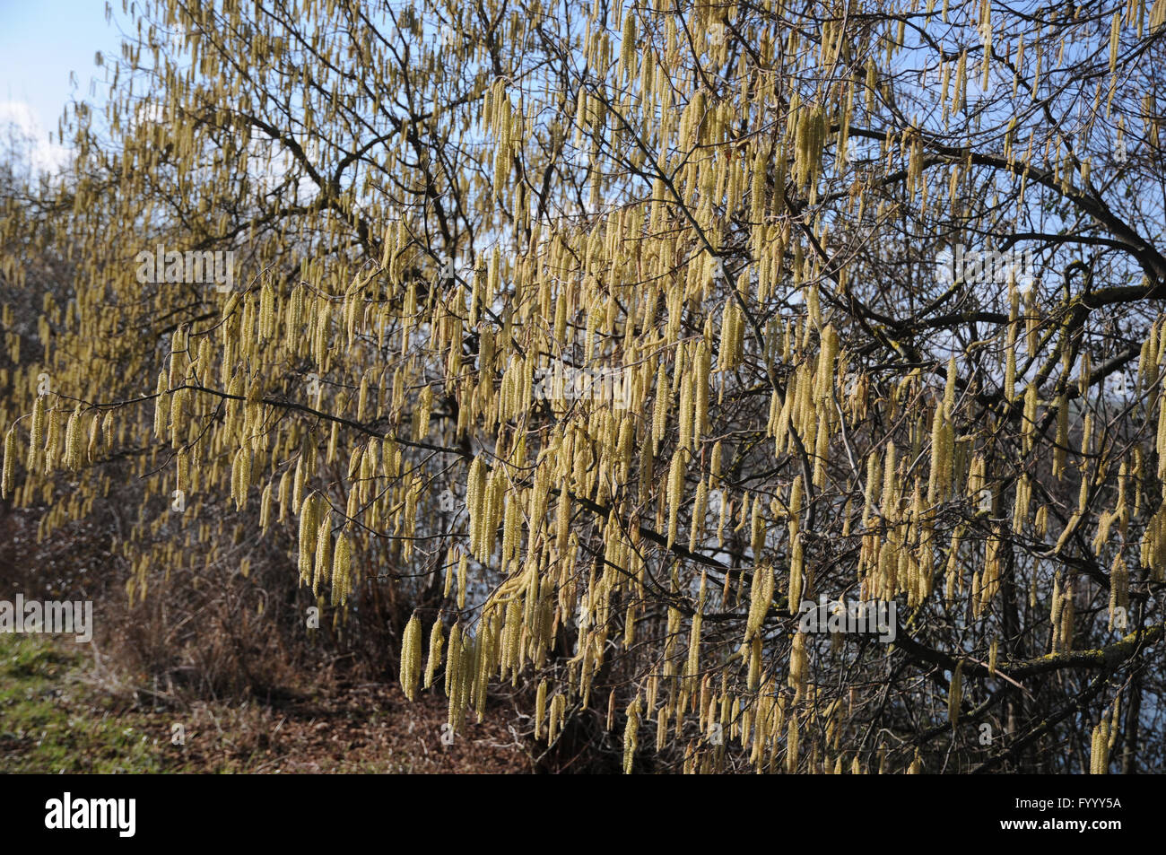 Corylus avellana, Hazel shrub Stock Photo - Alamy