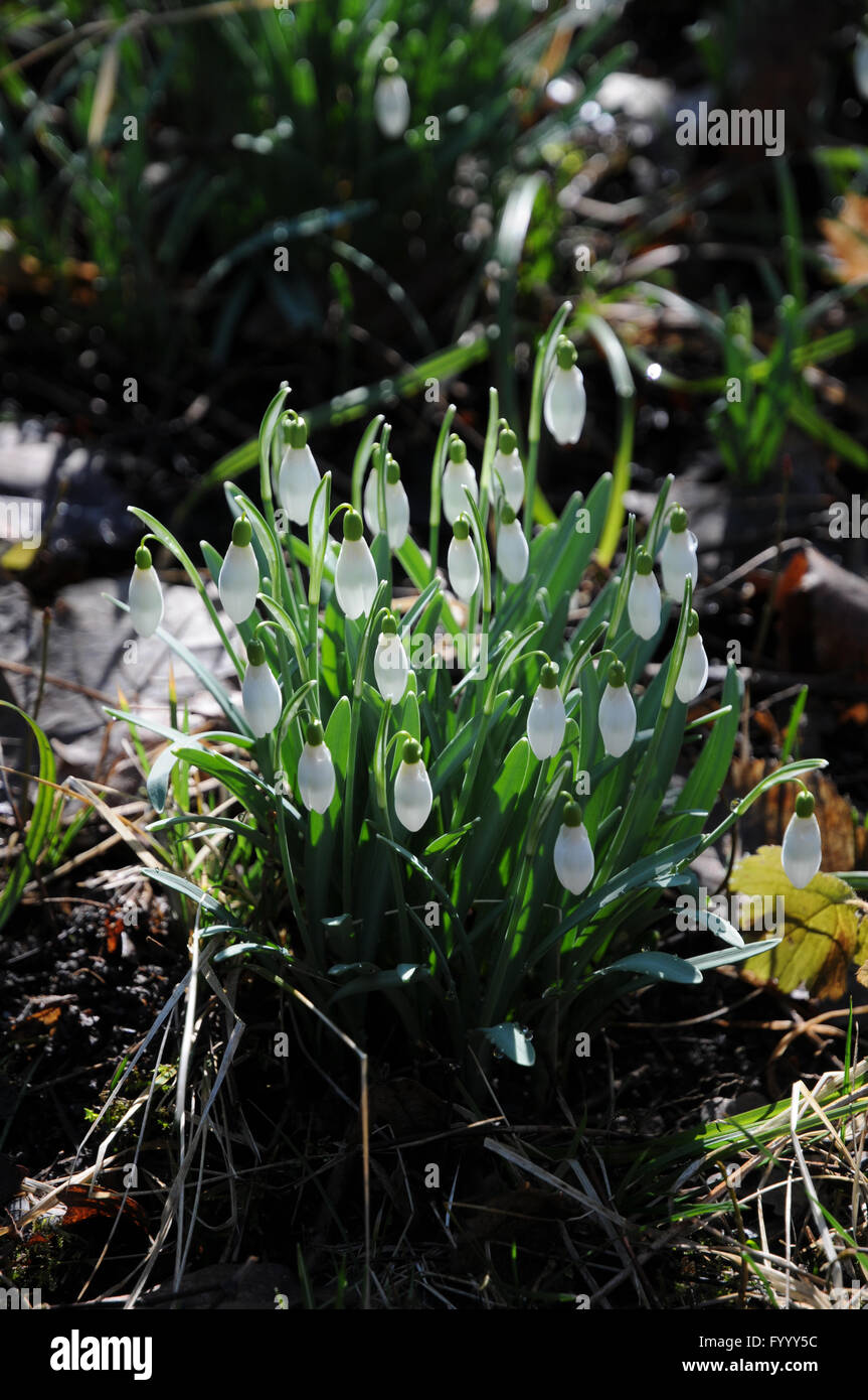 Galanthus nivalis, Snowdrop Stock Photo - Alamy