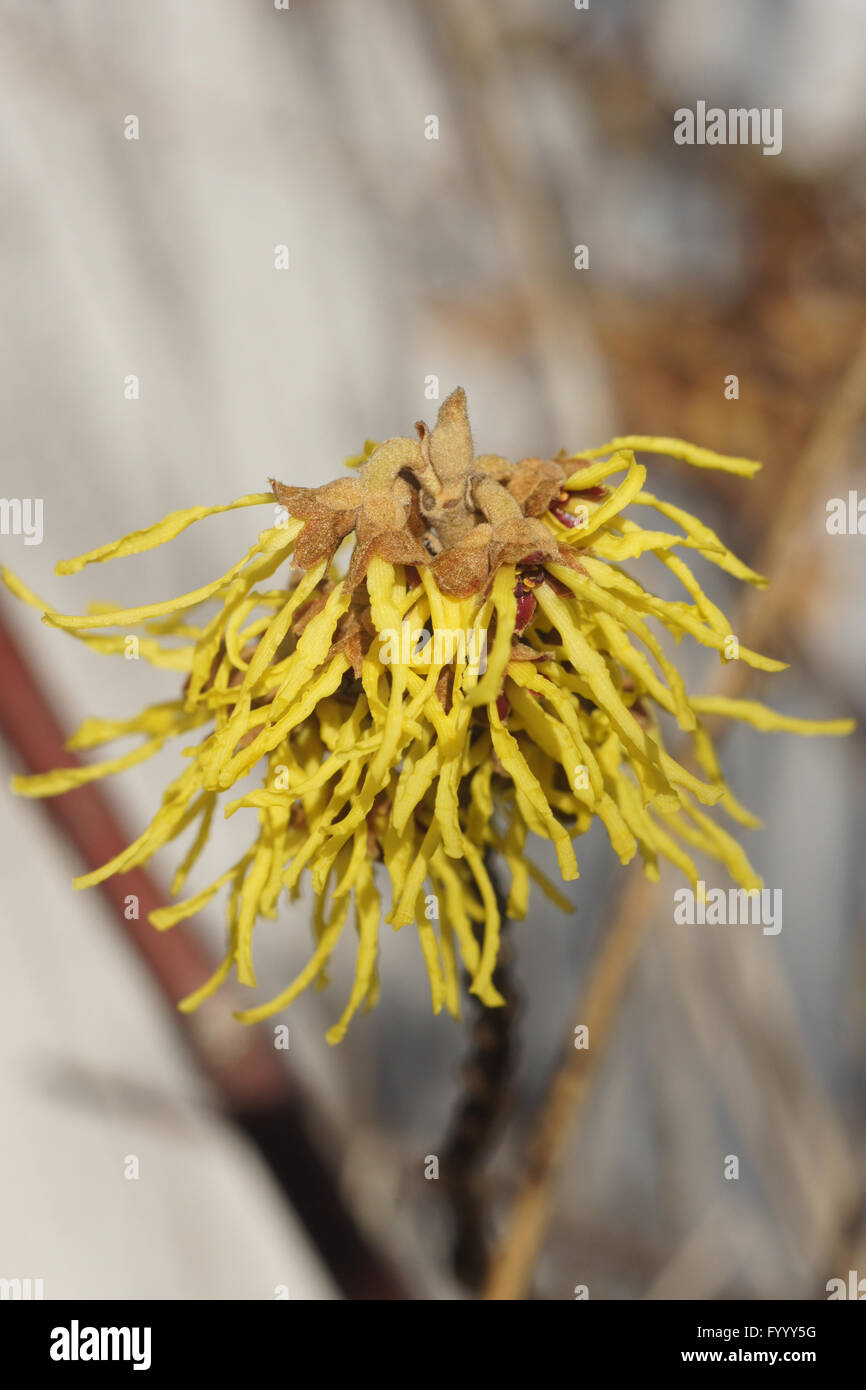 Hamamelis hybride hi-res stock photography and images - Alamy