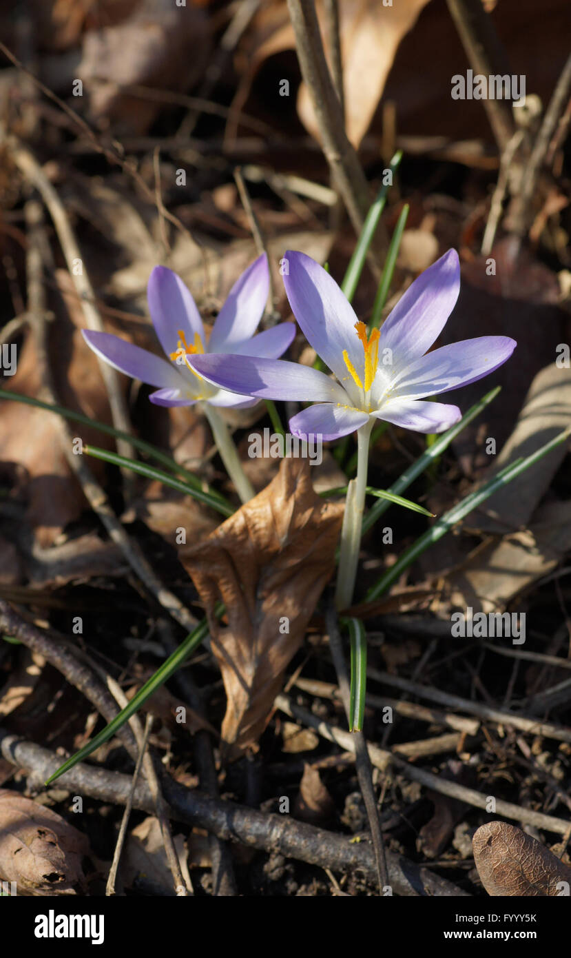 Crocus tommasinianus, Woodland crocus Stock Photo - Alamy