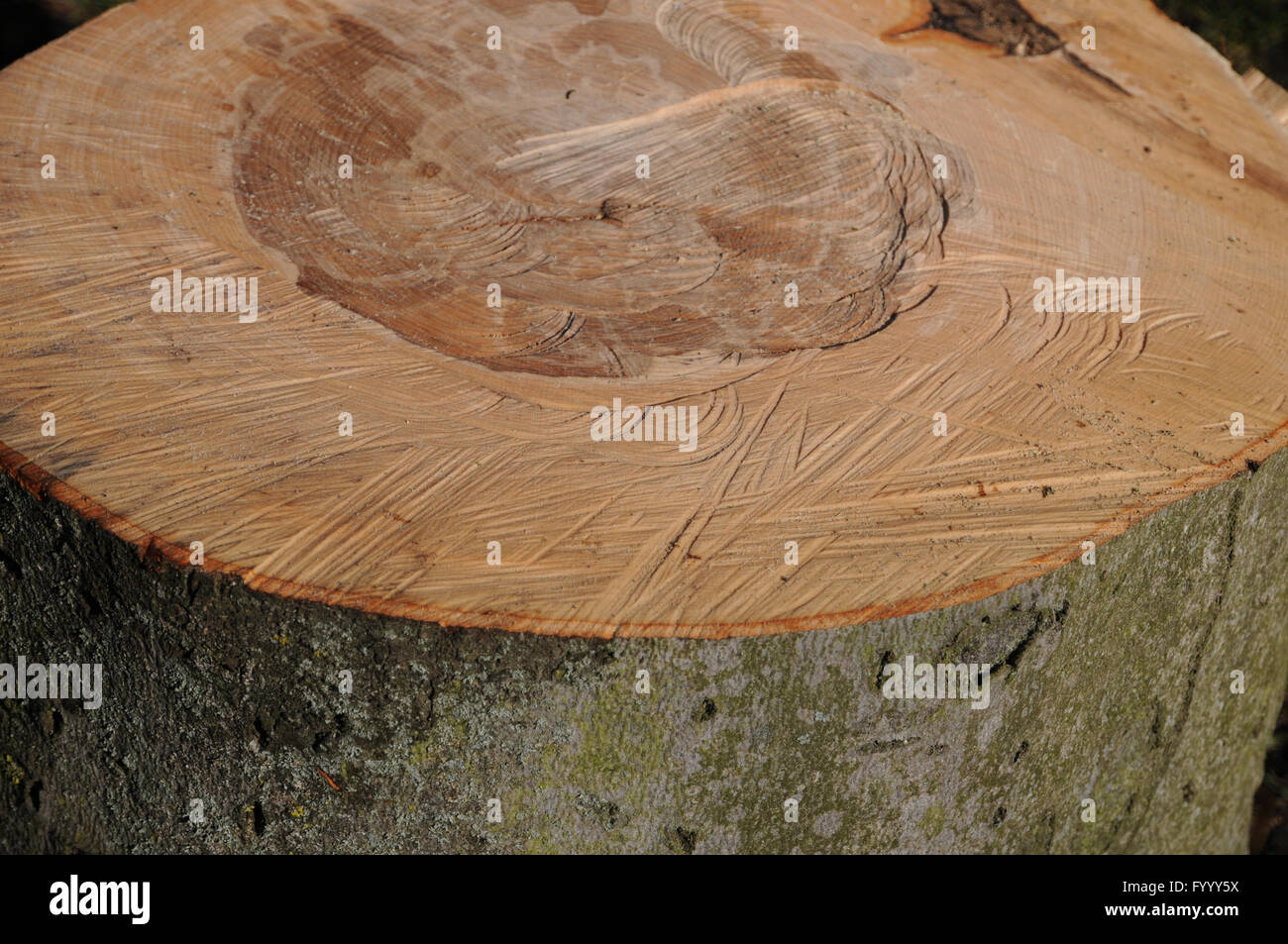 Fagus sylvatica, Beech, wood Stock Photo - Alamy