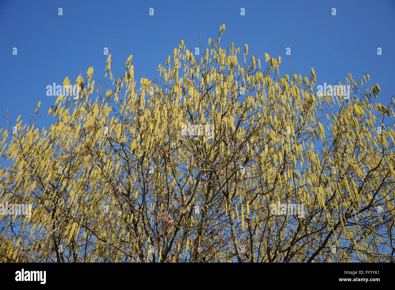 Corylus avellana, Hazel shrub Stock Photo - Alamy
