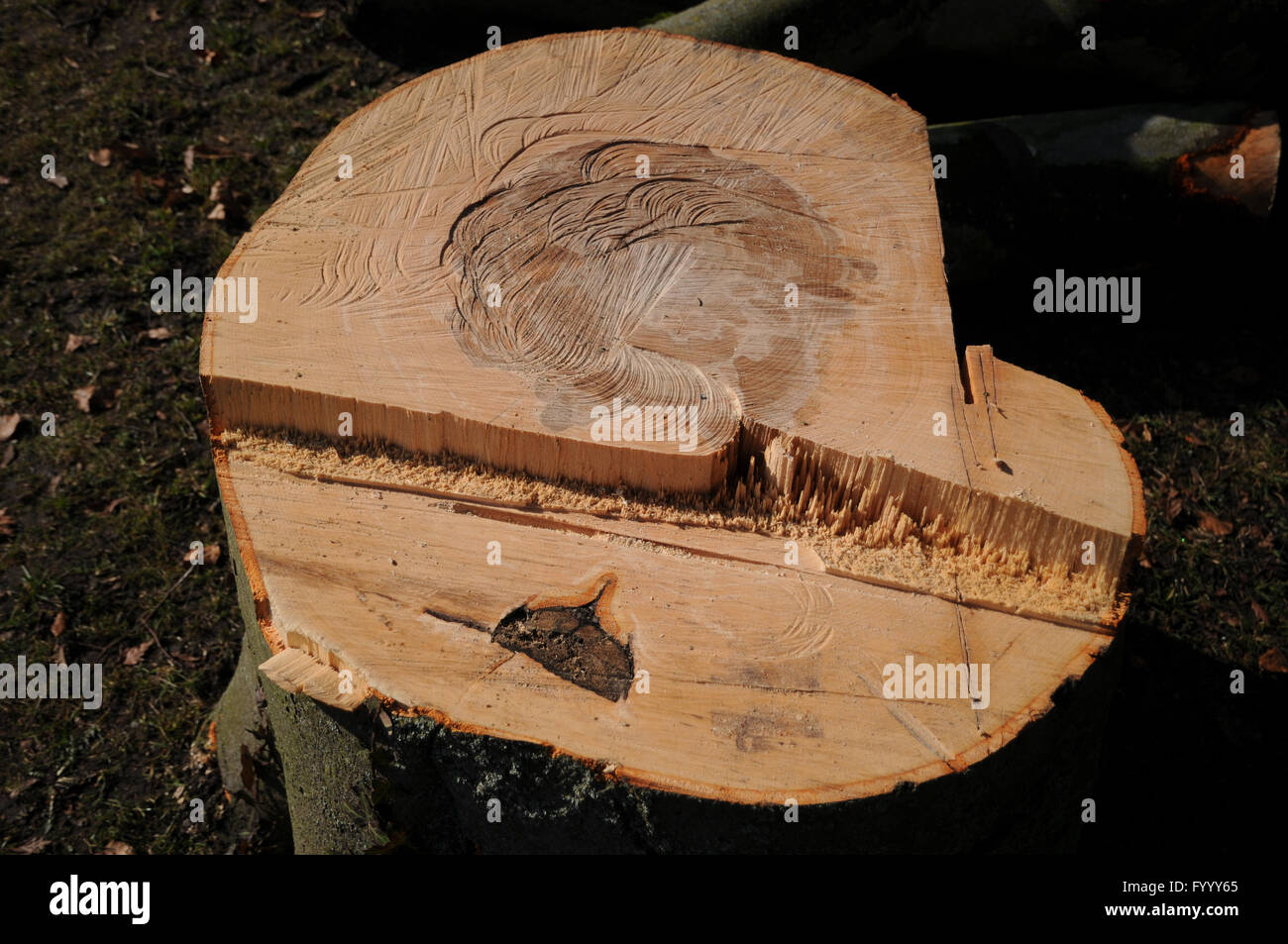 Fagus sylvatica, Beech, wood Stock Photo - Alamy