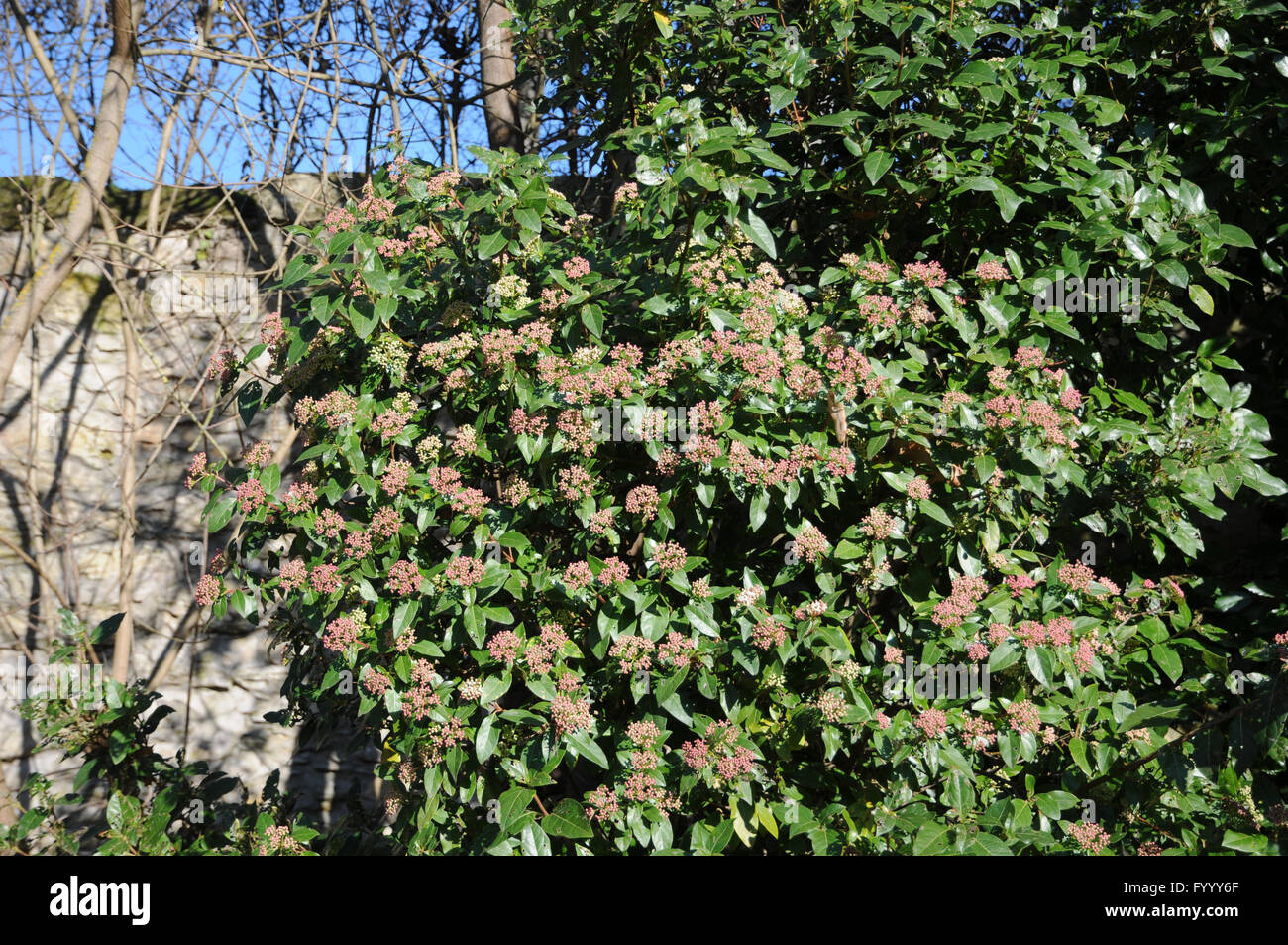 Viburnum tinus, Laurustine, buds Stock Photo - Alamy