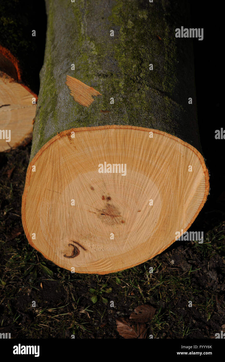 Fagus sylvatica, Beech, wood Stock Photo - Alamy