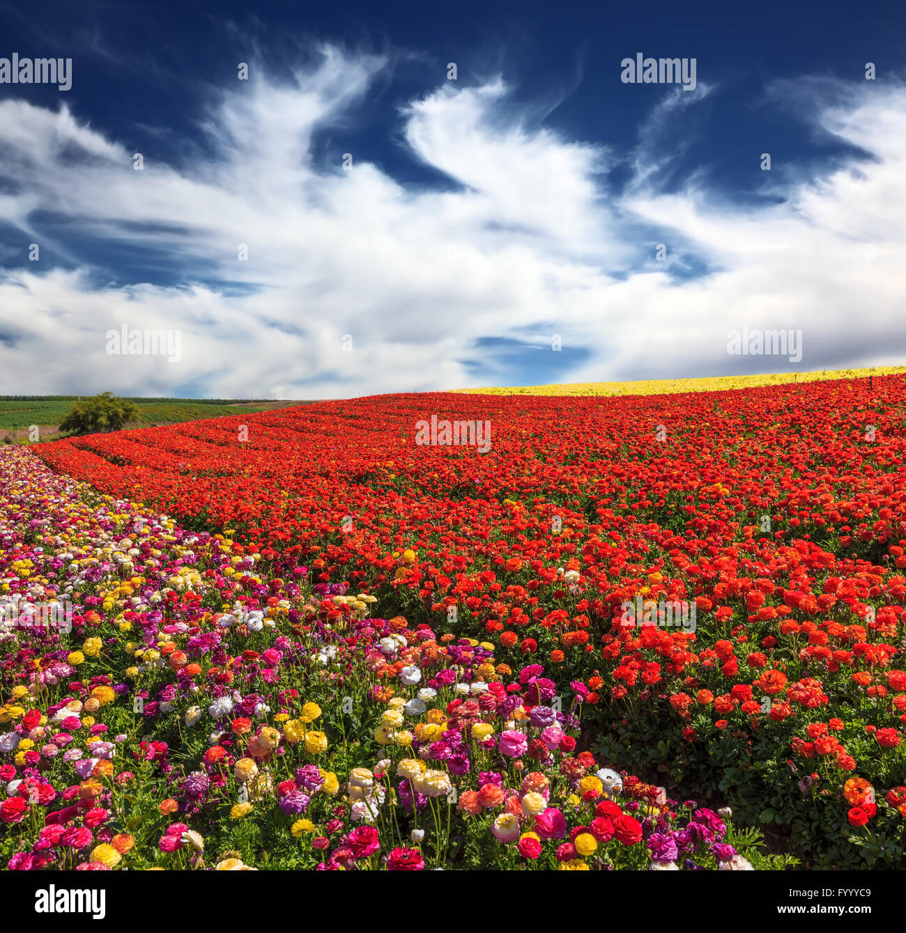 Cloudy and windy spring day Stock Photo - Alamy