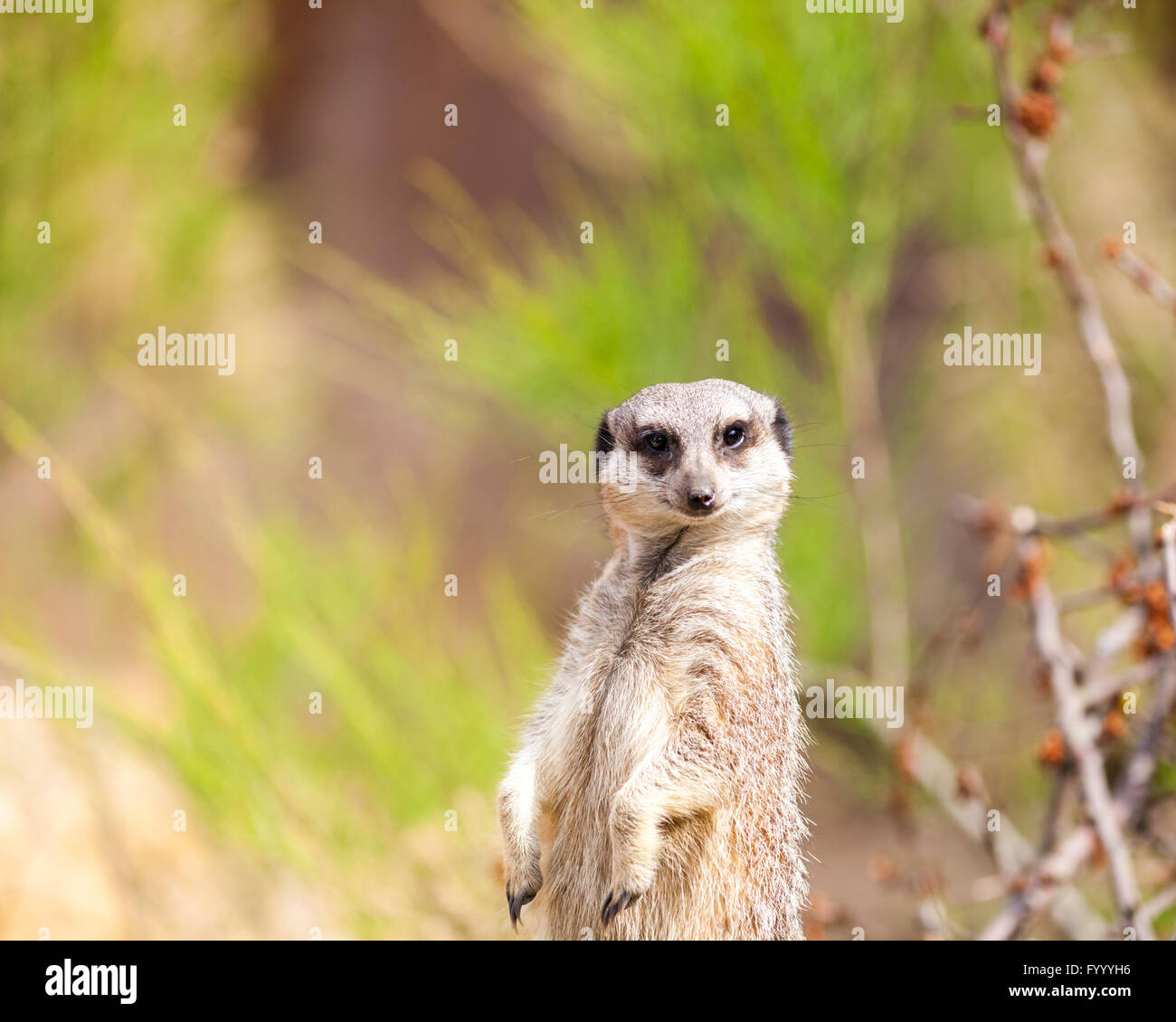 Cute meerkat, close up Stock Photo - Alamy