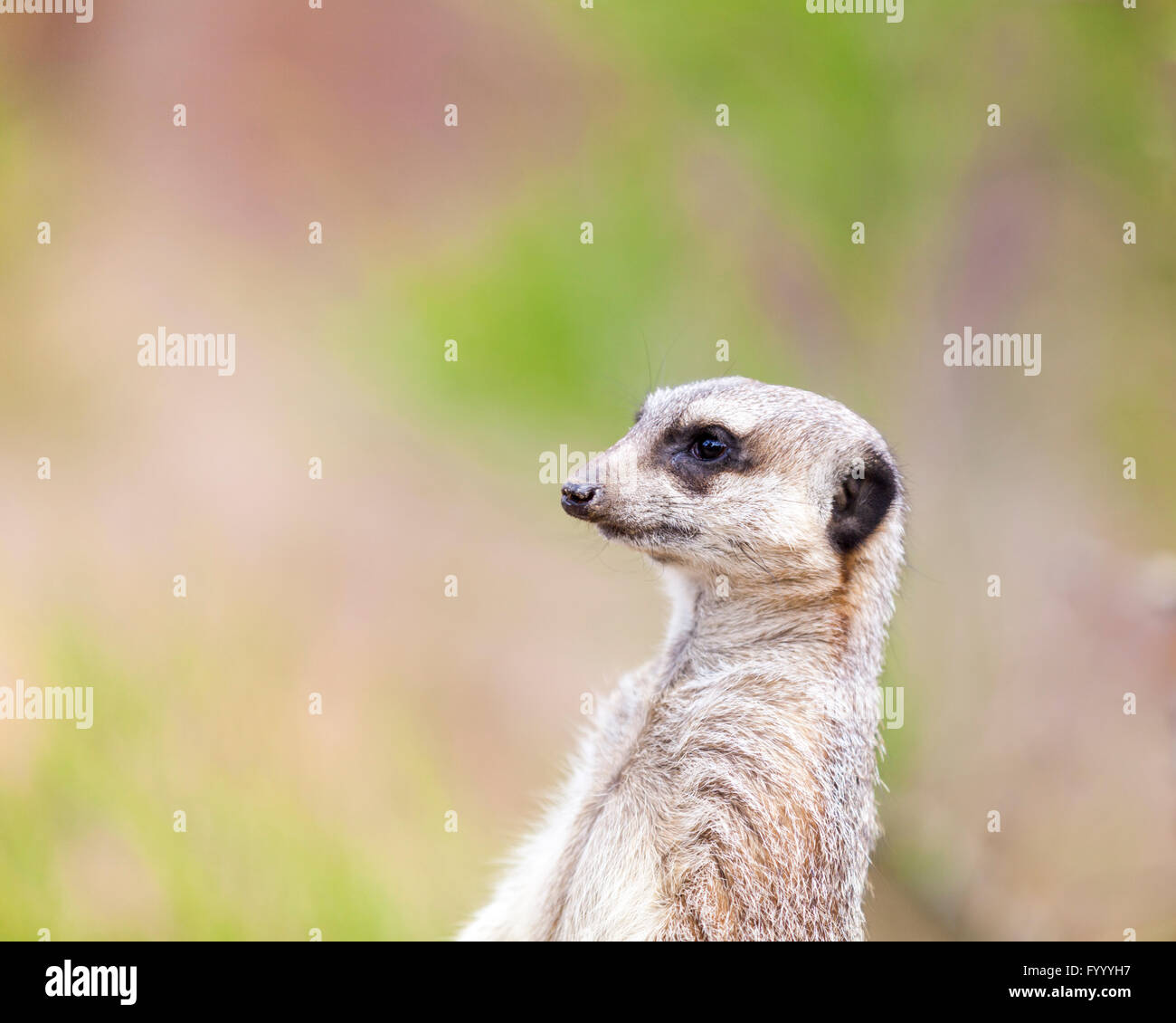 Cute meerkat, close up Stock Photo - Alamy