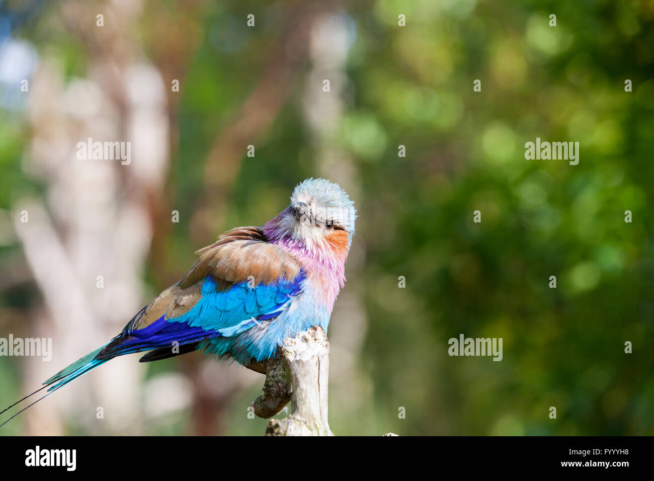 Lilac-breasted Roller, a colourful African bird, close up Stock Photo ...