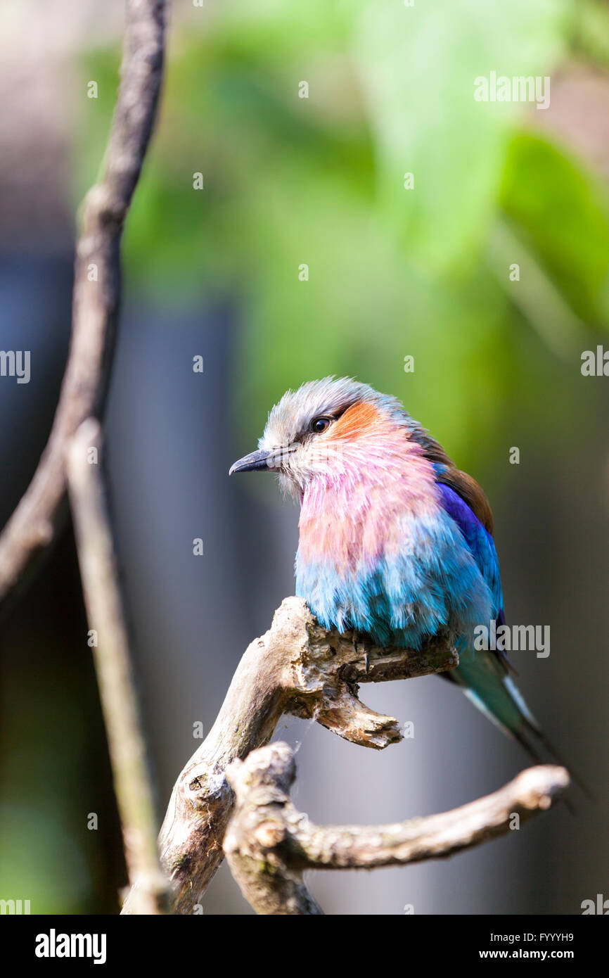Lilac-breasted Roller (coracias caudatus), a colorful African bird ...