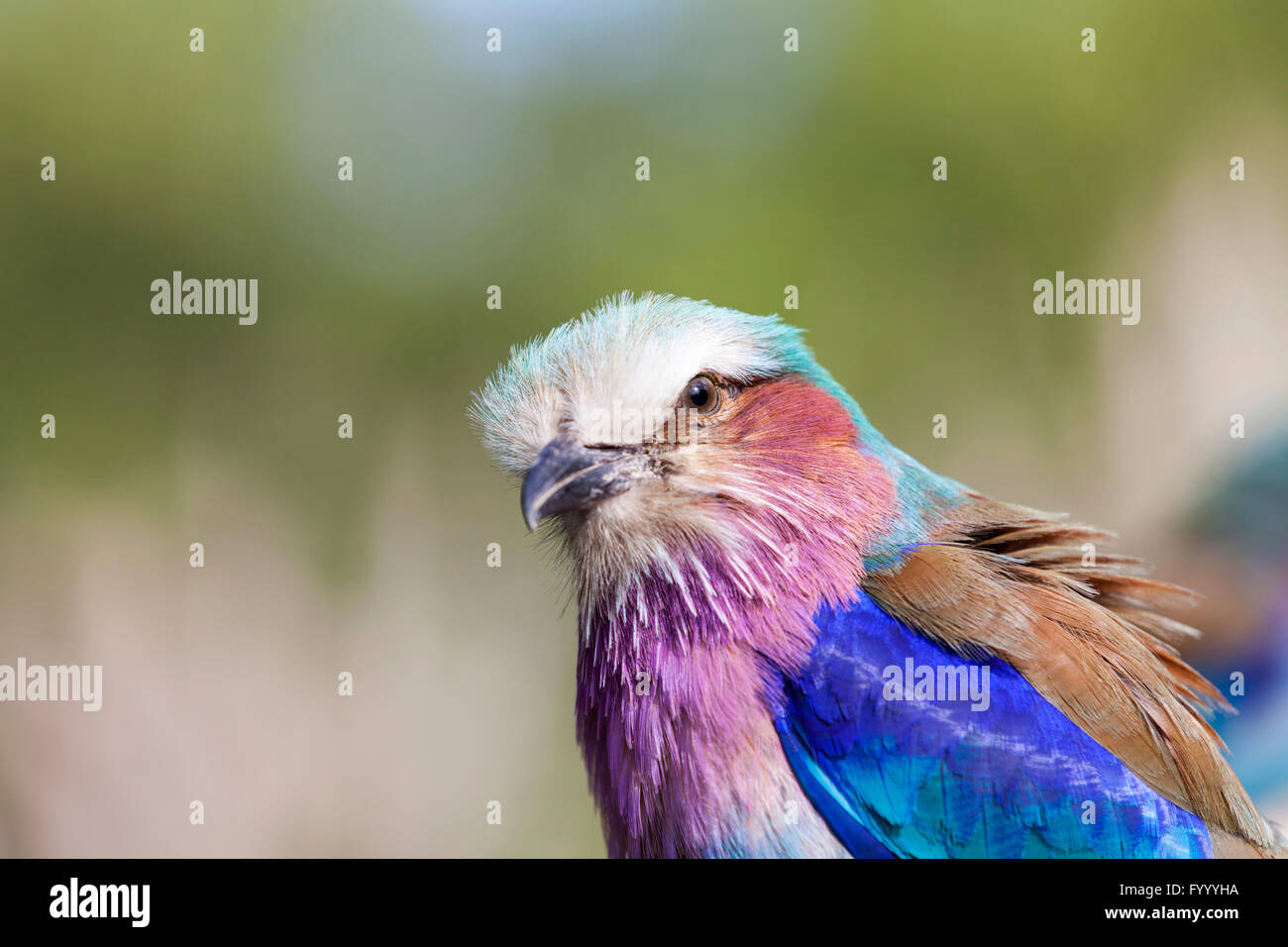 Lilac-breasted Roller, a colourful African bird, close up Stock Photo ...