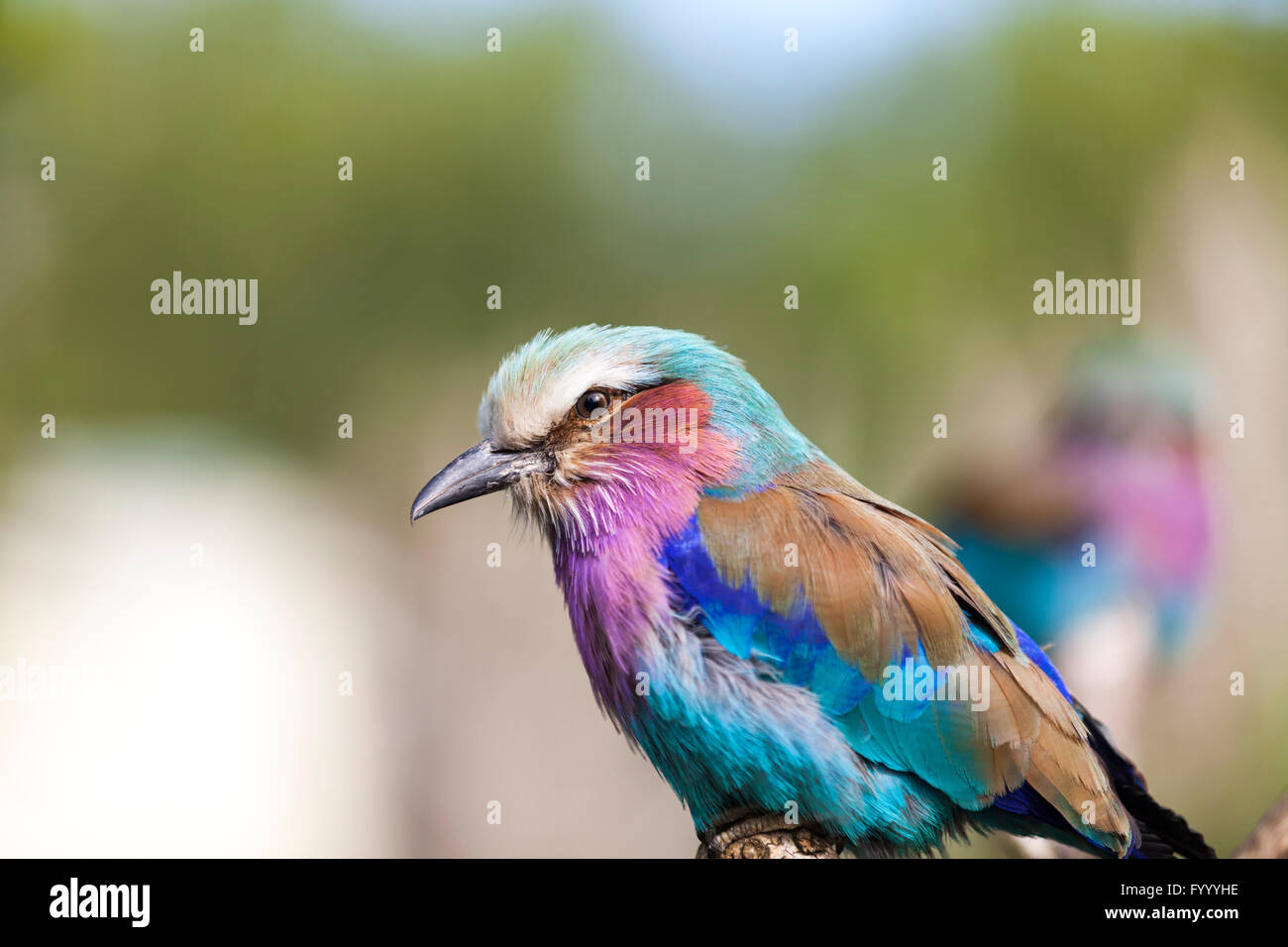 Lilac-breasted Roller, a colourful African bird, close up Stock Photo ...
