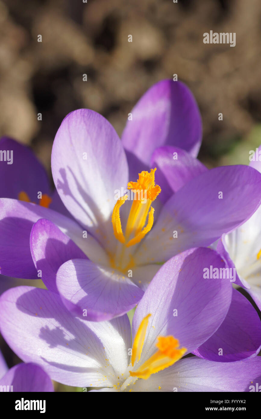 Crocus tomasinianus hi-res stock photography and images - Alamy