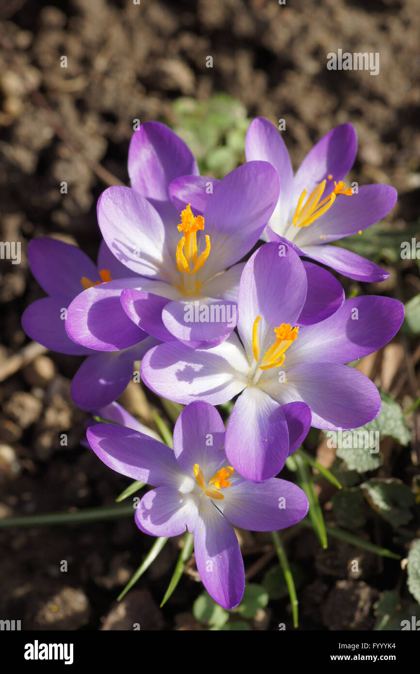 Crocus tommasinianus, Woodland crocus Stock Photo - Alamy