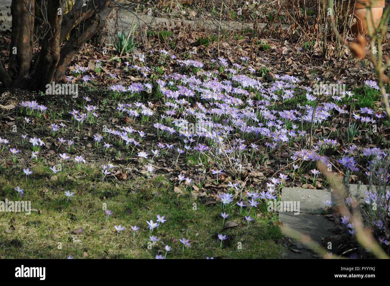 Crocus tommasinianus, Woodland crocus Stock Photo - Alamy