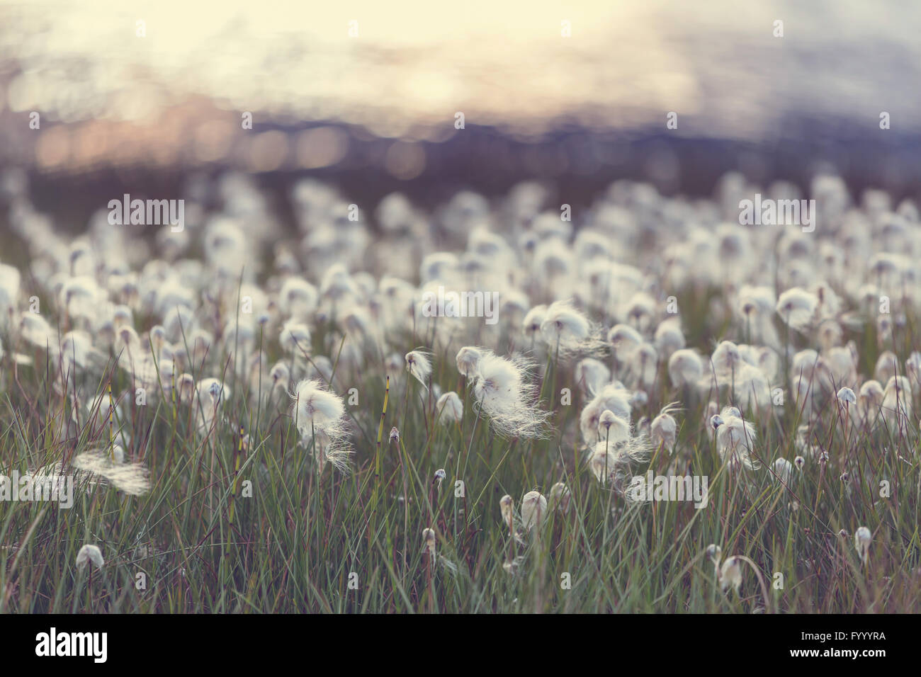 Polar flowers hi-res stock photography and images - Alamy