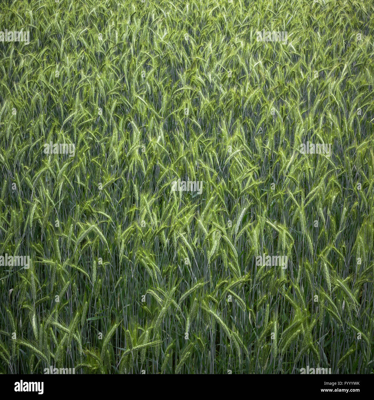 Grow spring hi-res stock photography and images - Alamy