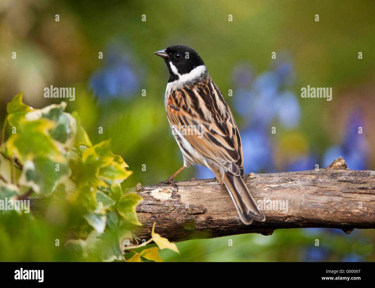 Country garden bunting hi-res stock photography and images - Alamy