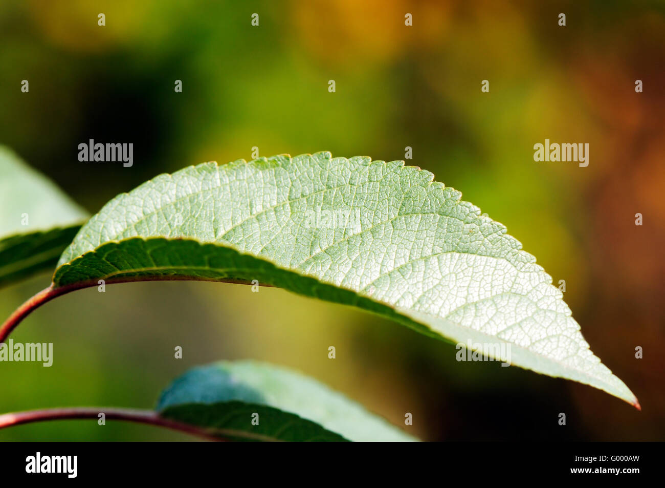 Green apple tree leaf over blurry background Stock Photo - Alamy