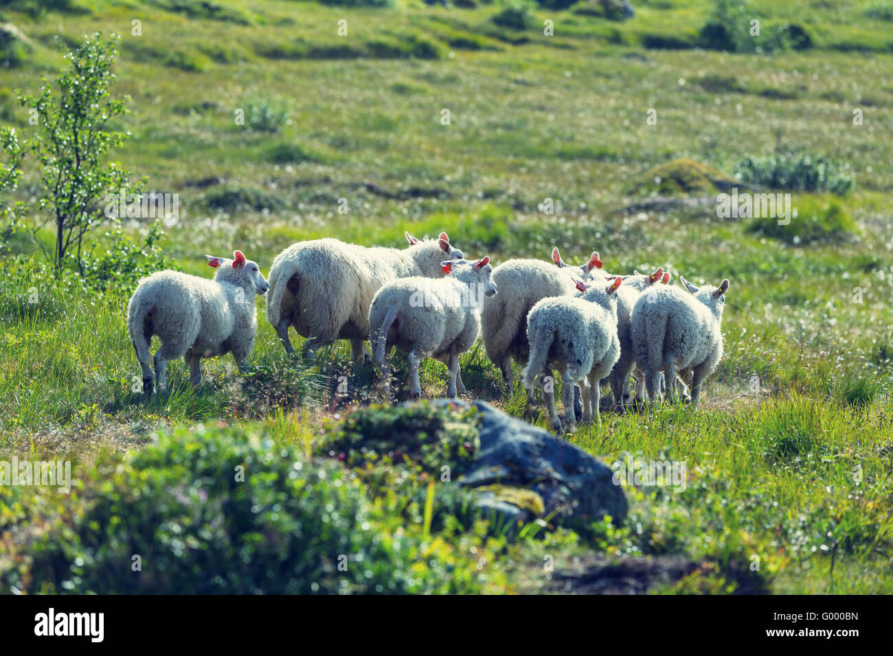 Sheep in Norway Stock Photo - Alamy