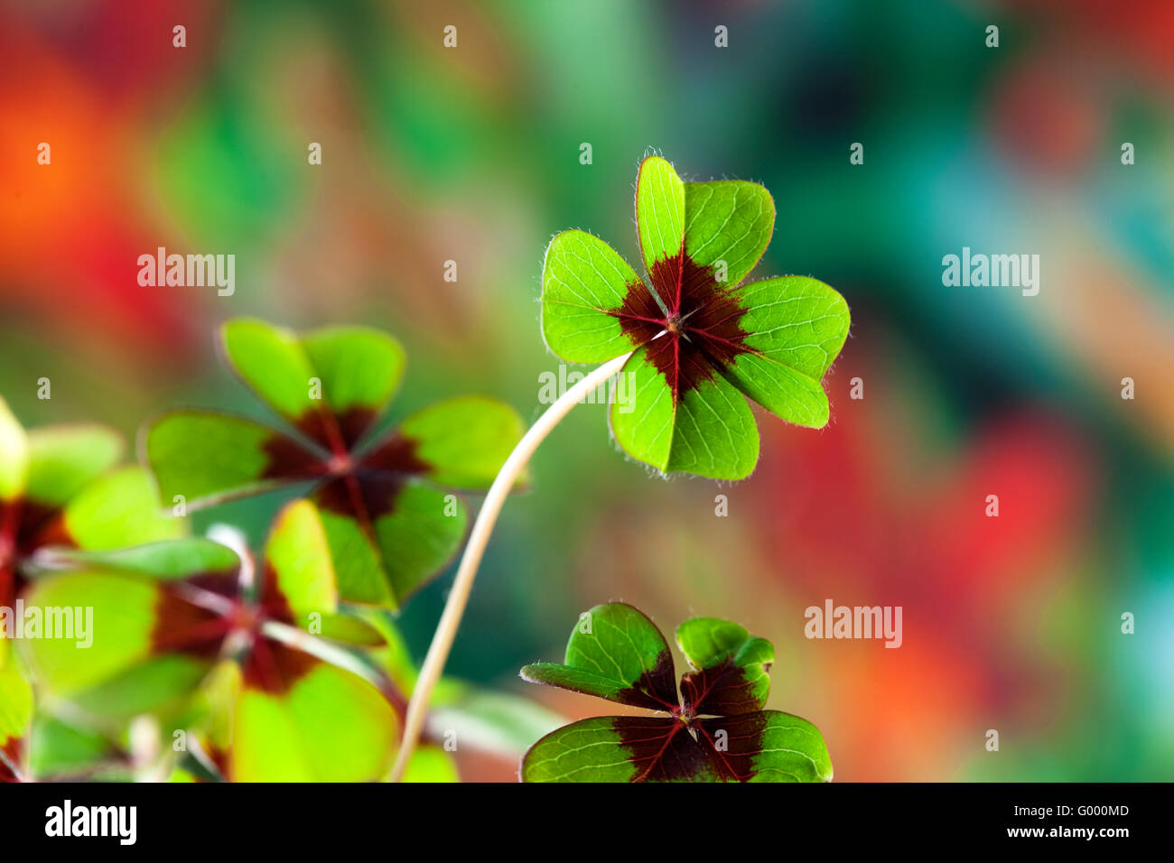Close Up of Four Leaved Clover luck symbol plant green with red center ...