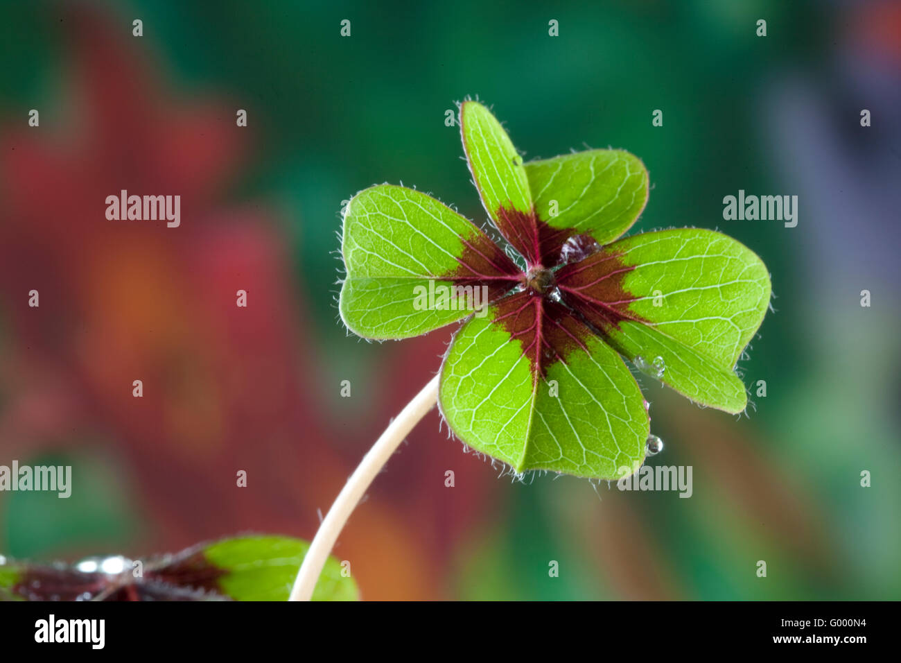 Red Leaf Clover Plant