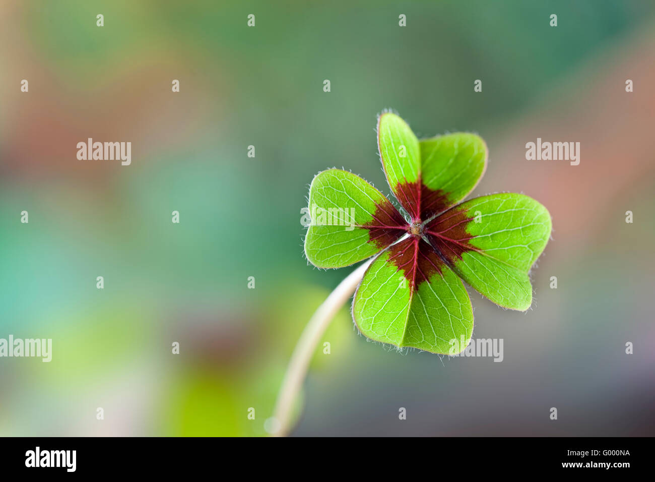 Close Up of Four Leaved Clover luck symbol plant green with red center ...