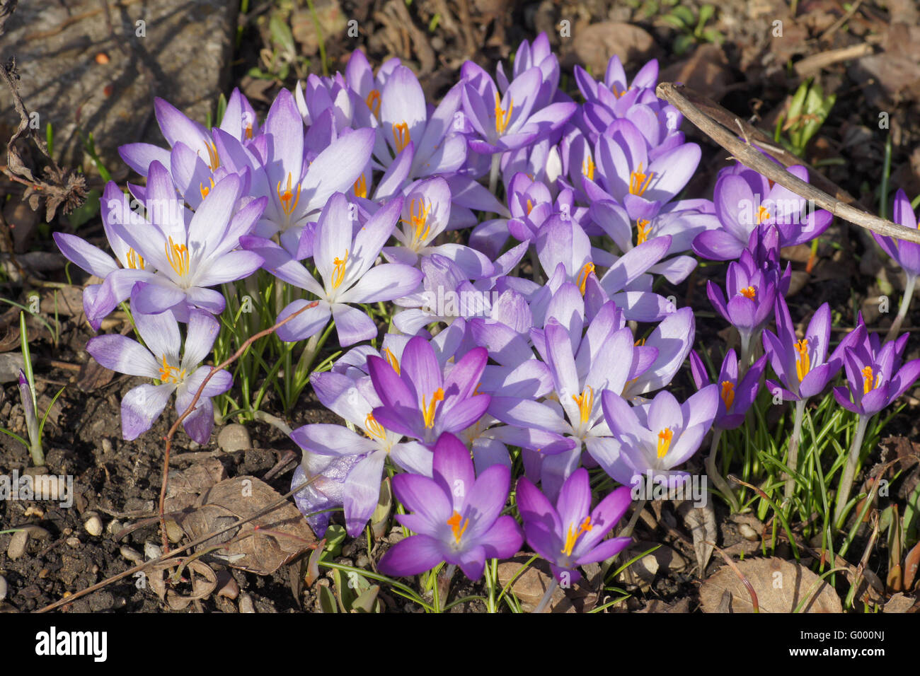 Crocus tommasinianus, Woodland crocus Stock Photo - Alamy