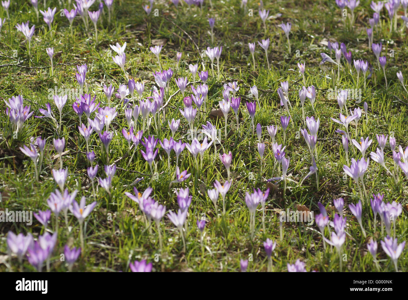 Crocus tommasinianus, Woodland crocus Stock Photo - Alamy