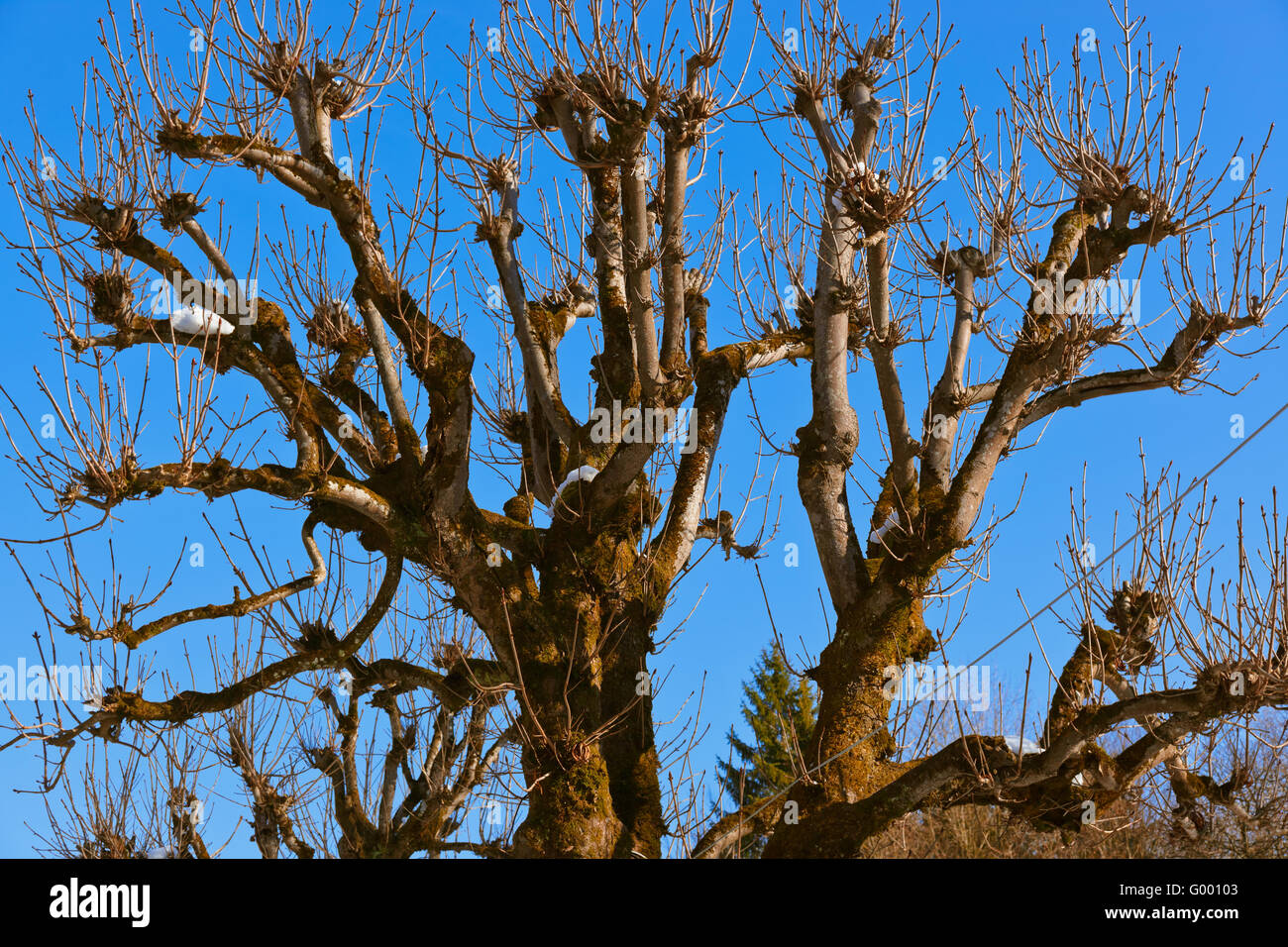 Knotted branches hi-res stock photography and images - Alamy