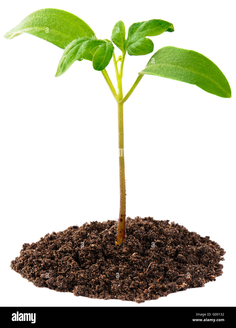 Tomato sprout hi-res stock photography and images - Alamy