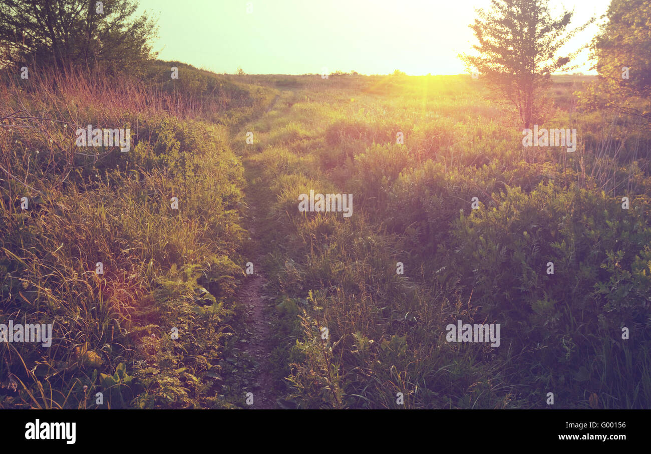 Road in field Stock Photo - Alamy