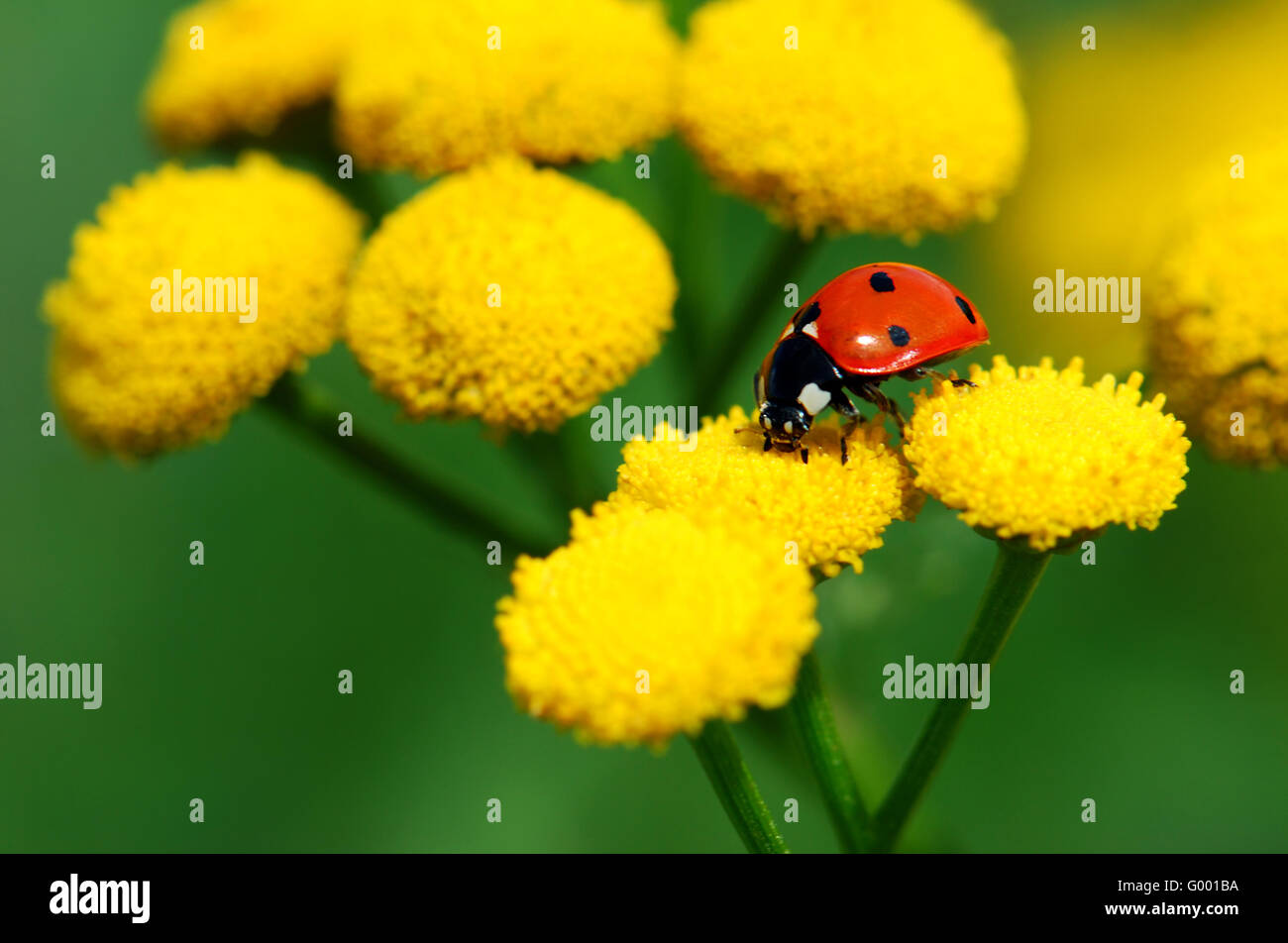 Ladybird wings hi-res stock photography and images - Alamy