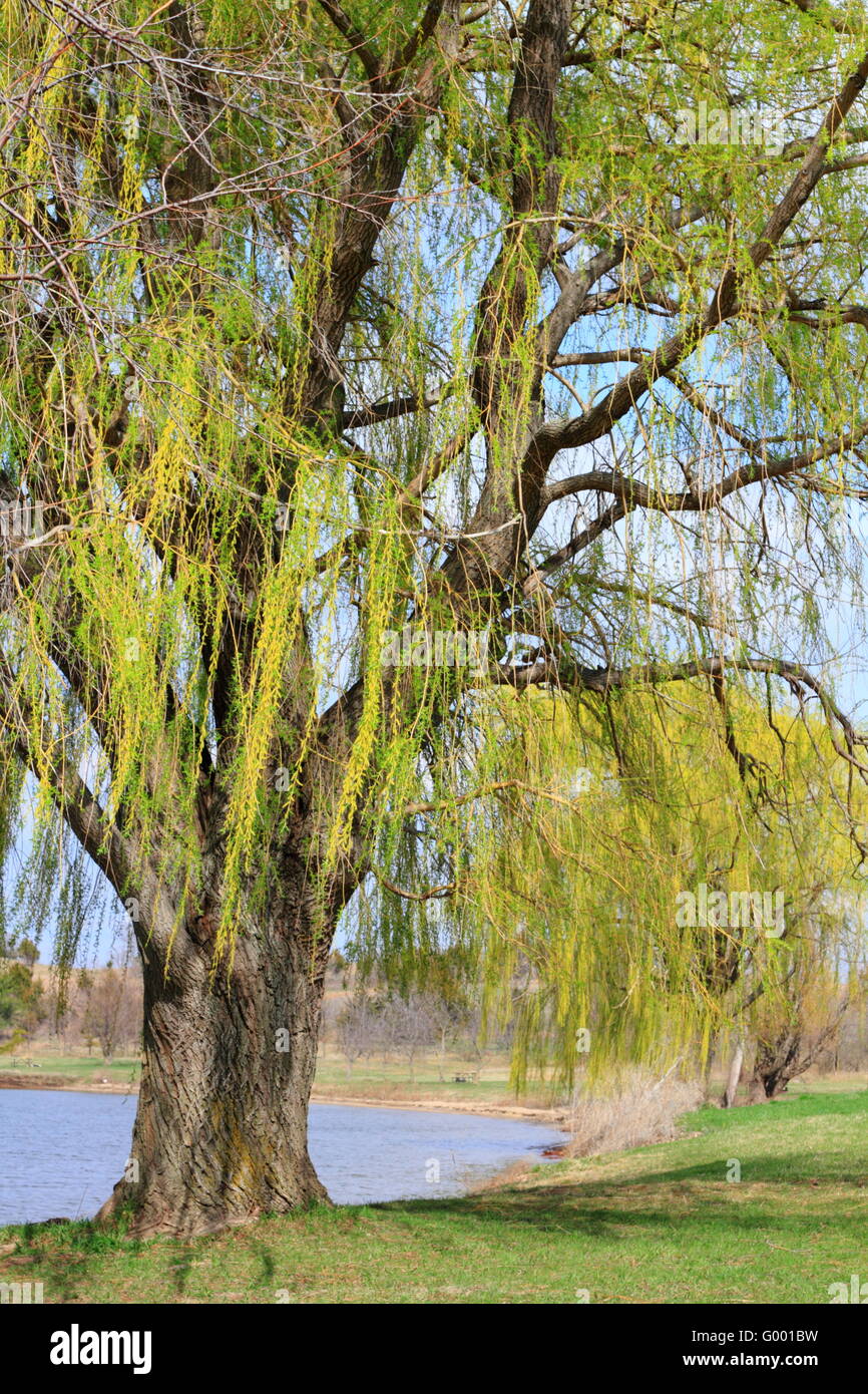 Beautiful willow tree growing near lake Stock Photo - Alamy