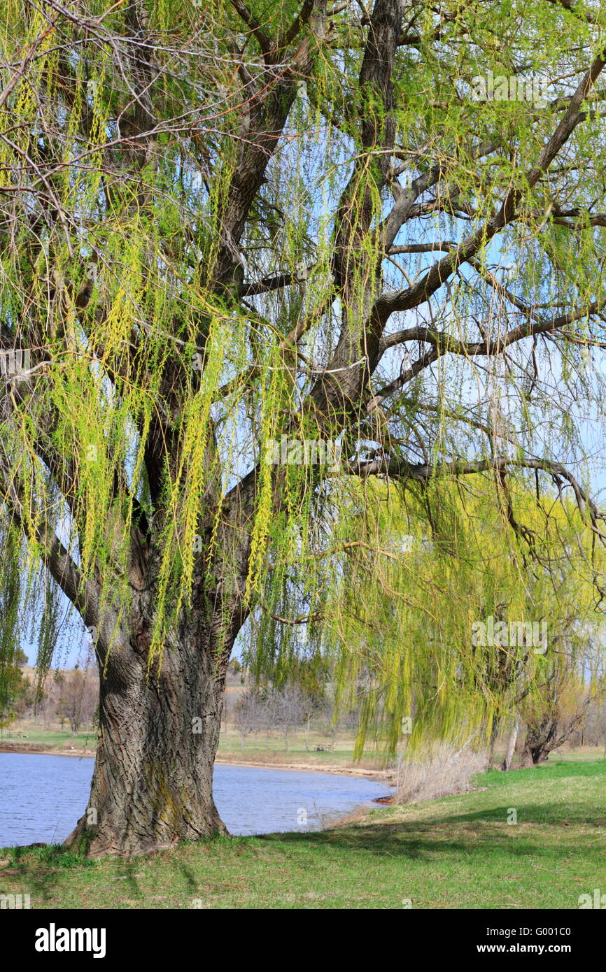 Beautiful willow tree growing near lake Stock Photo - Alamy