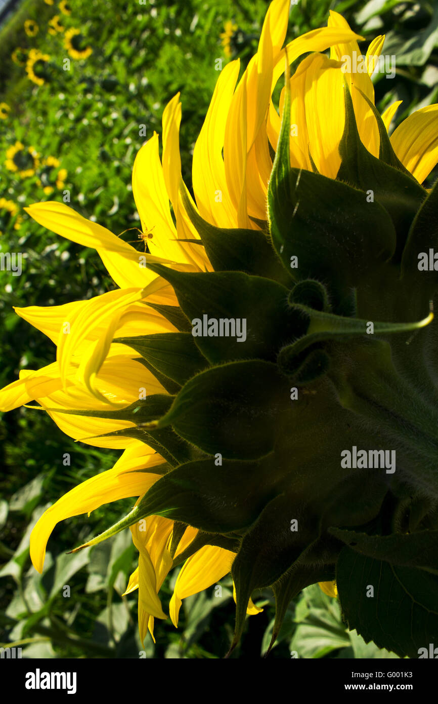 Back of sunflower hi-res stock photography and images - Alamy
